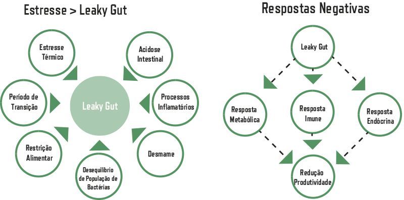 Fonte encapsulada de ácido butírico para ruminantes | ButiPEARL™