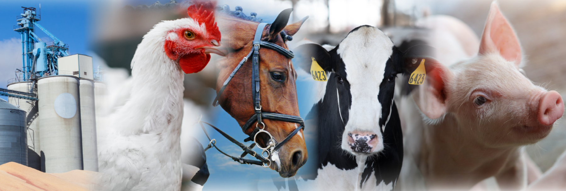 Animal Nutrition & Health Products and Solutions | Kemin North America