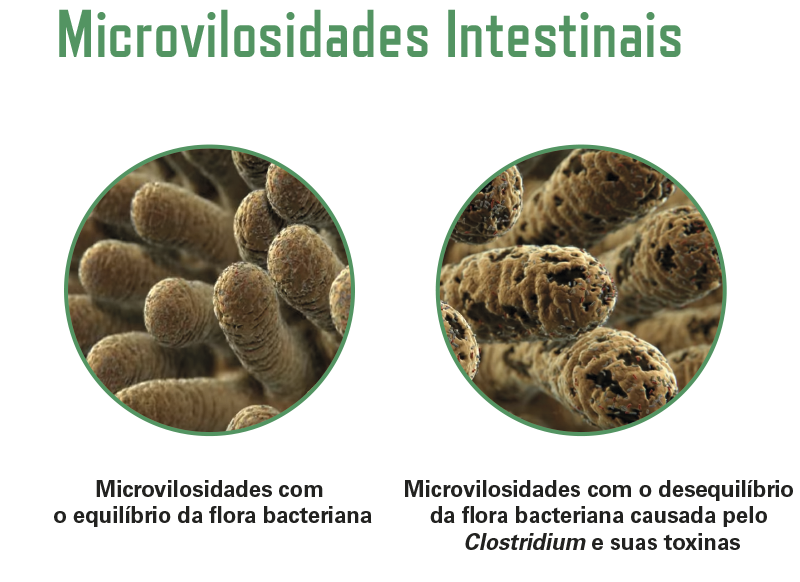 Probiótico para saúde intestinal de ruminantes | CLOSTAT™