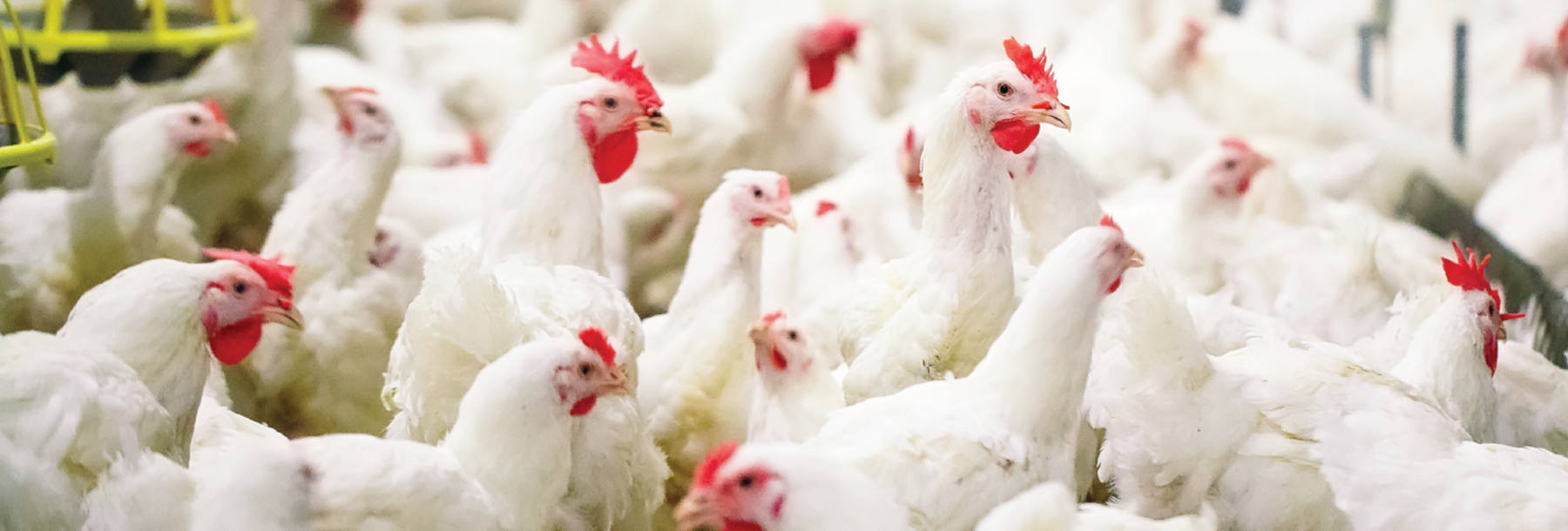 Poultry Gut Health Integrity Solutions | Kemin North America