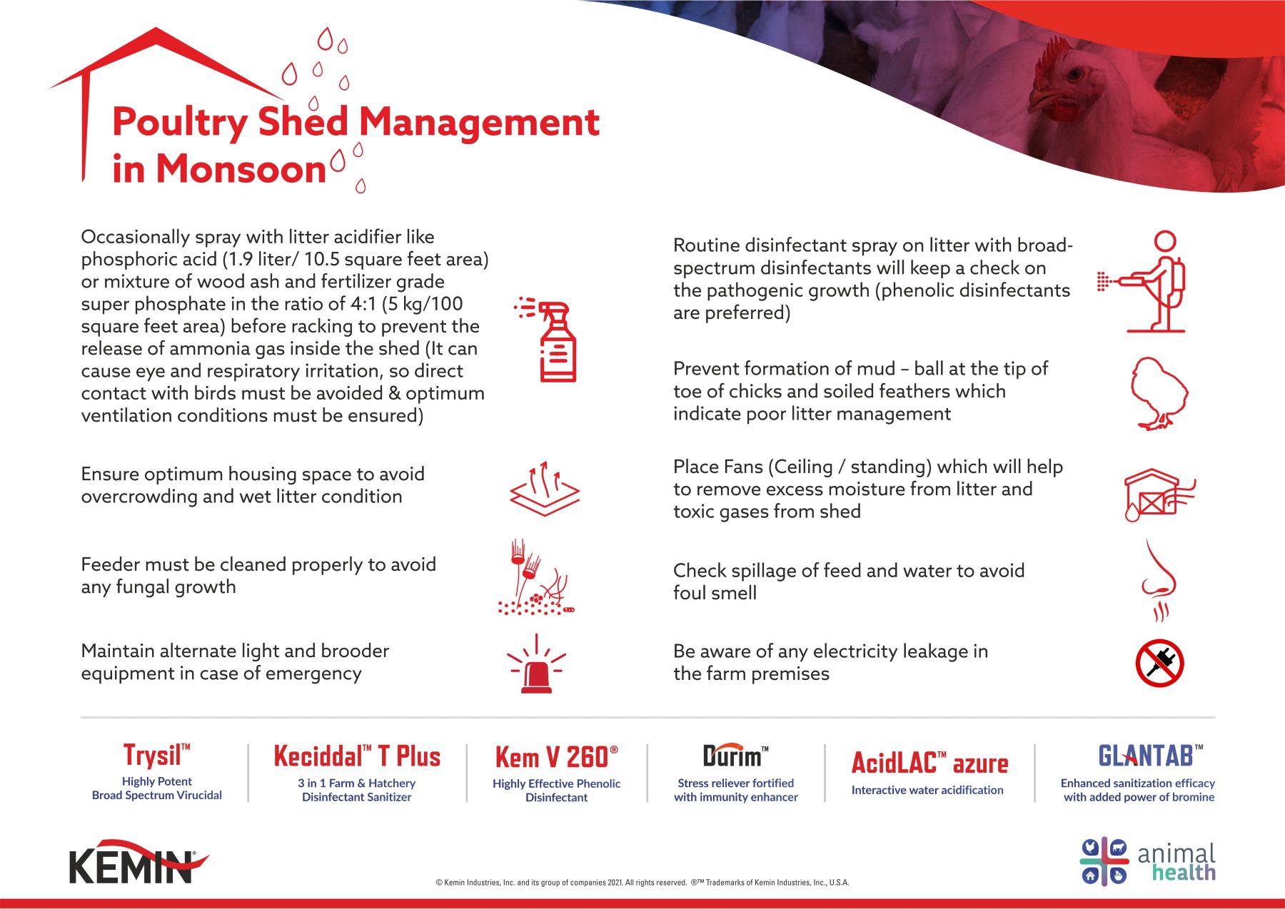 Poultry Shed Management in Monsoon Insight