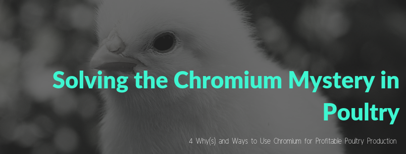 Solving the Chromium Mystery in Poultry