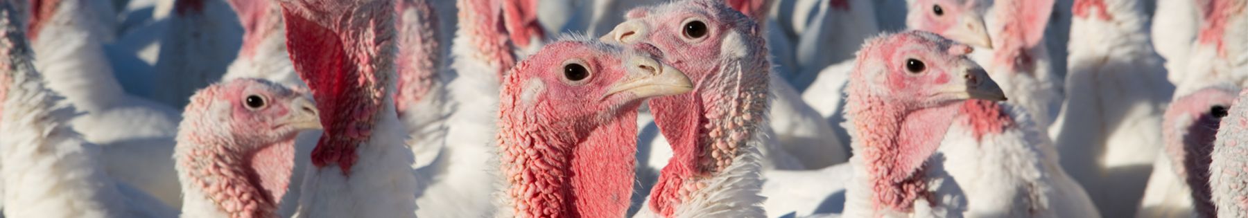Nutrition and Health Solutions for Turkeys | Kemin Animal Nutrition ...
