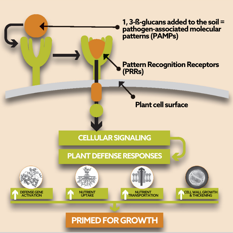 Valena™ | OMRI-Listed® Micro Algae-based Fertilizer