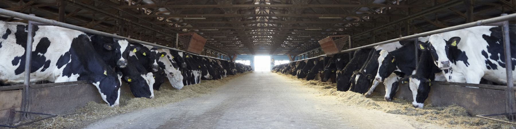 Nutrition Solutions for Dairy Cattle | Kemin Animal Nutrition & Health ...