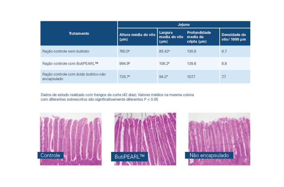 Fonte encapsulada de ácido butírico para aves | ButiPEARL™