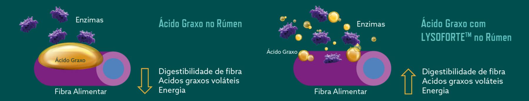 Melhorando a digestão de gorduras em ruminantes | LYSOFORTE™