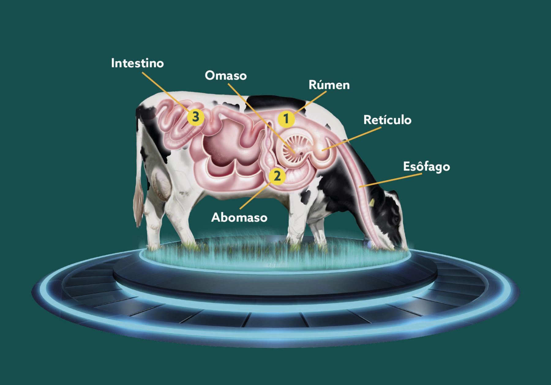 Melhorando a digestão de gorduras em ruminantes | LYSOFORTE™