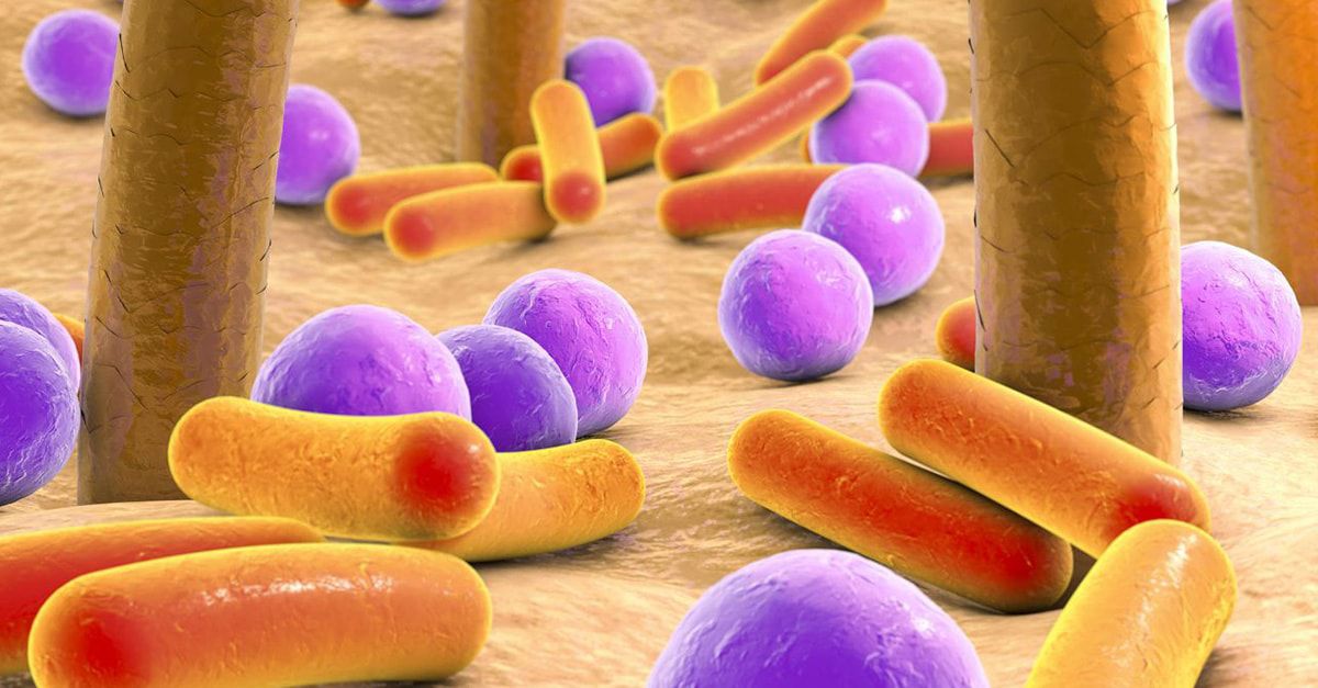 Intestinal Microbiota Balance | Animal Gut Health | Kemin Africa