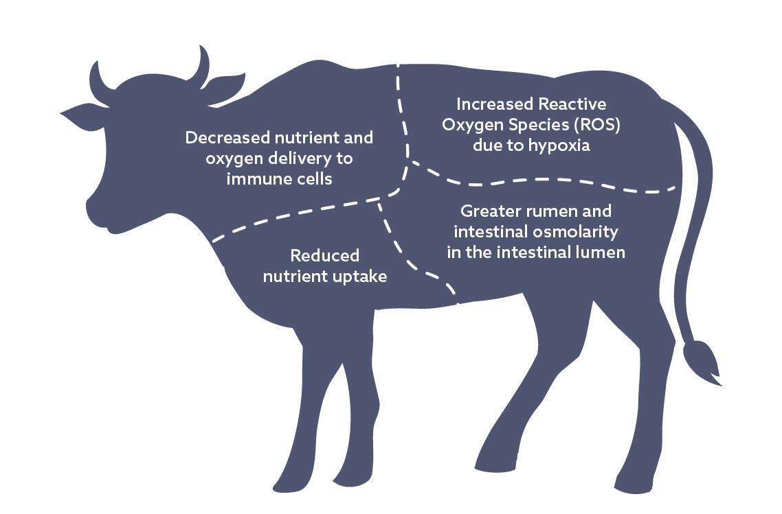 Kemtrace™ Chromium Heat Stress On Beef Cattle