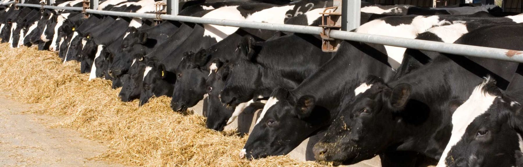 High Quality Flaked Corn for Cattle | Kemin Industries USA