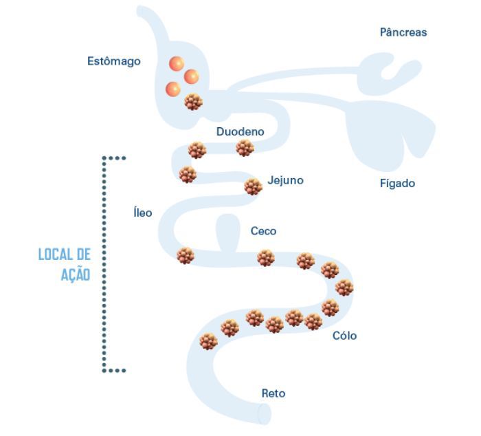 Fonte encapsulada de ácido butírico para aves | ButiPEARL™
