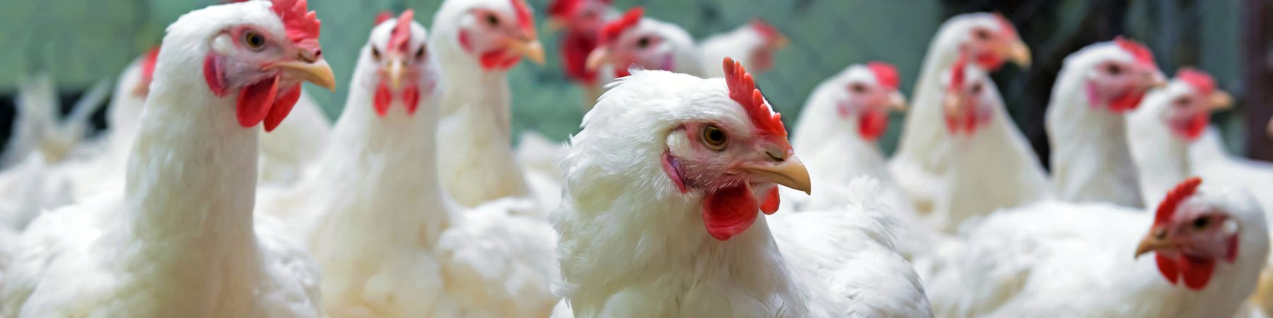 Animal Nutrition & Health Products for Poultry | Kemin Animal Nutrition ...