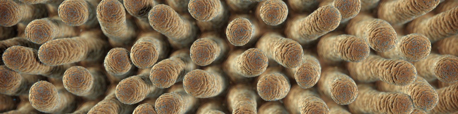 Gut Heath Solutions for Beef Cattle