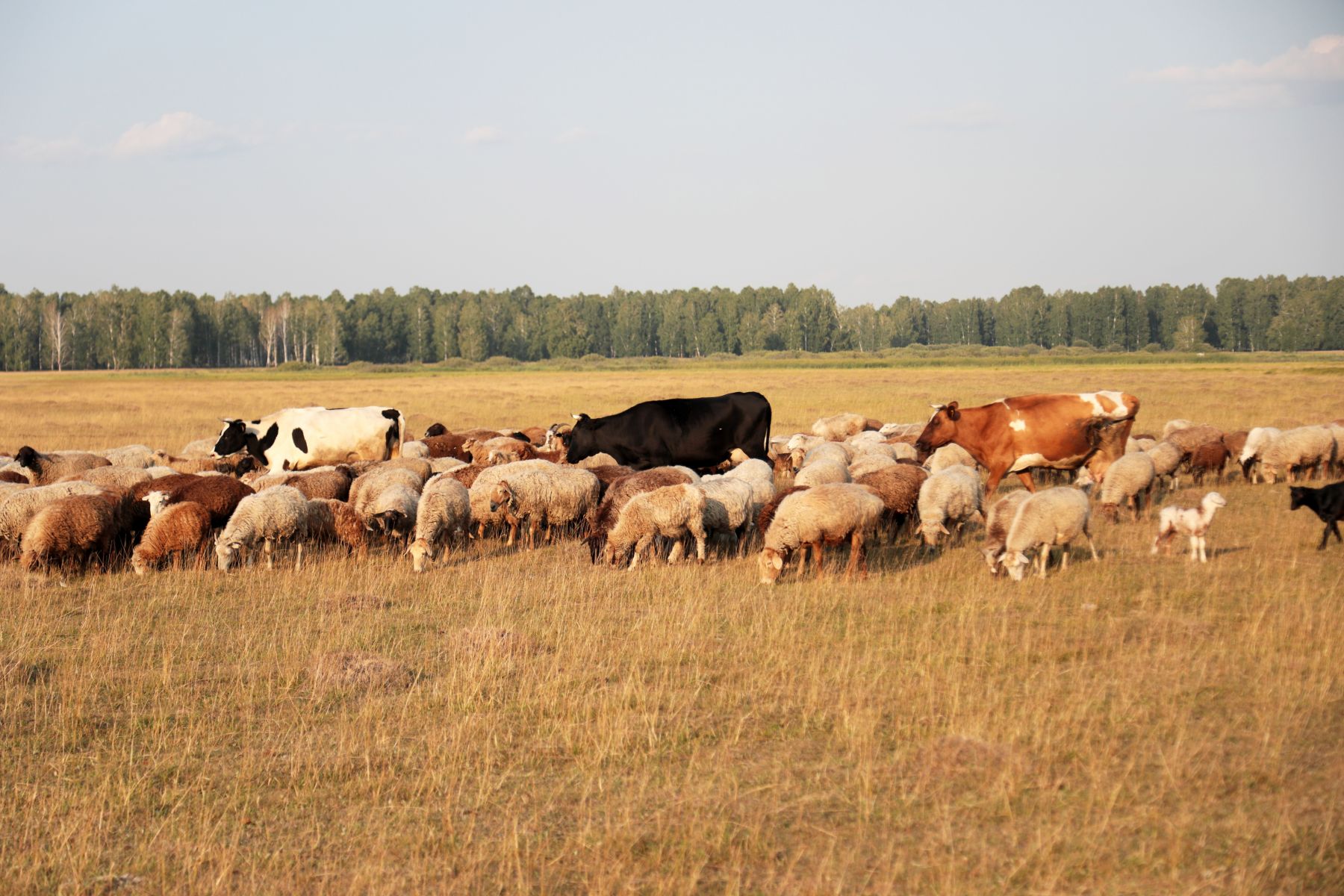 Balancing Amino Acids | Kemin Sub-Sahara Africa