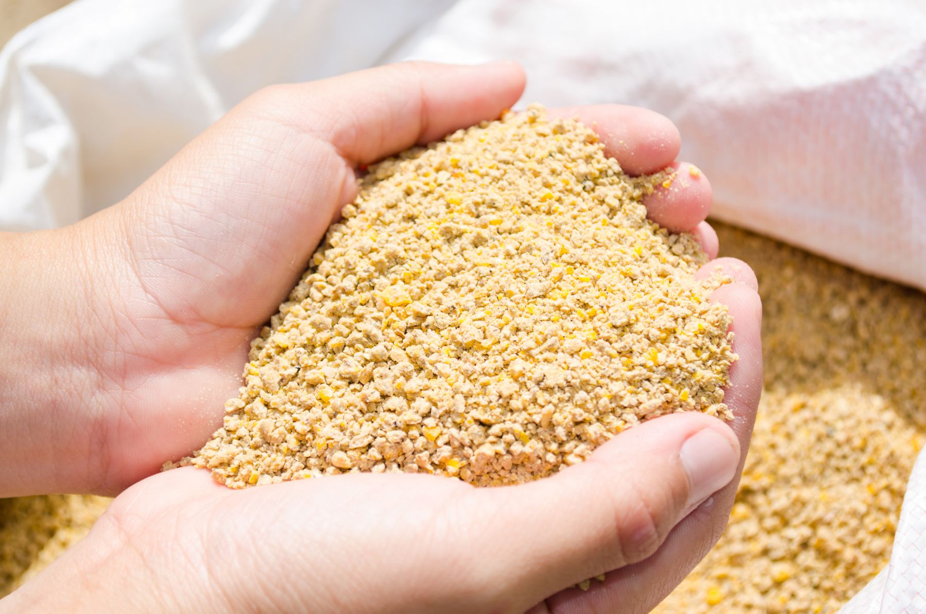 Soluções para Nutrição e Saúde Animal | Kemin América do Sul