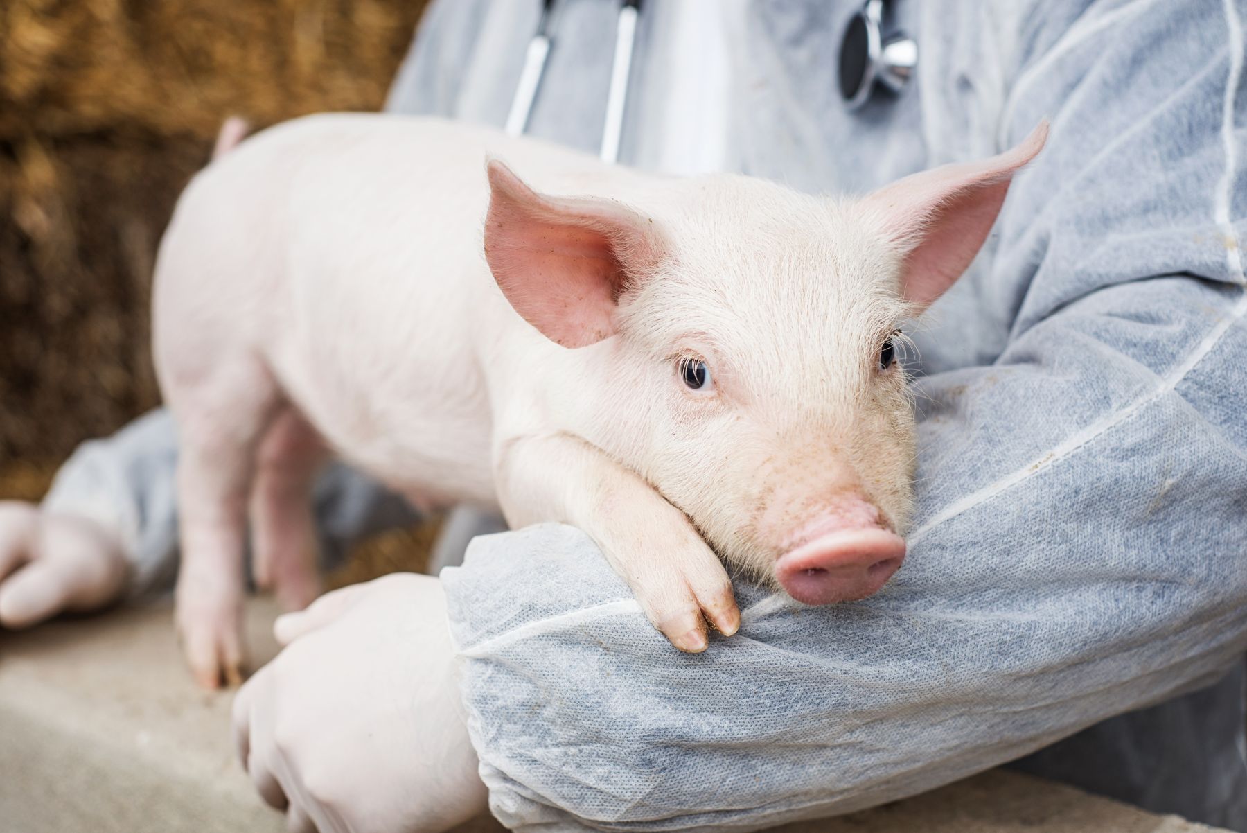 Pig antibiotic reduction with integrated health management