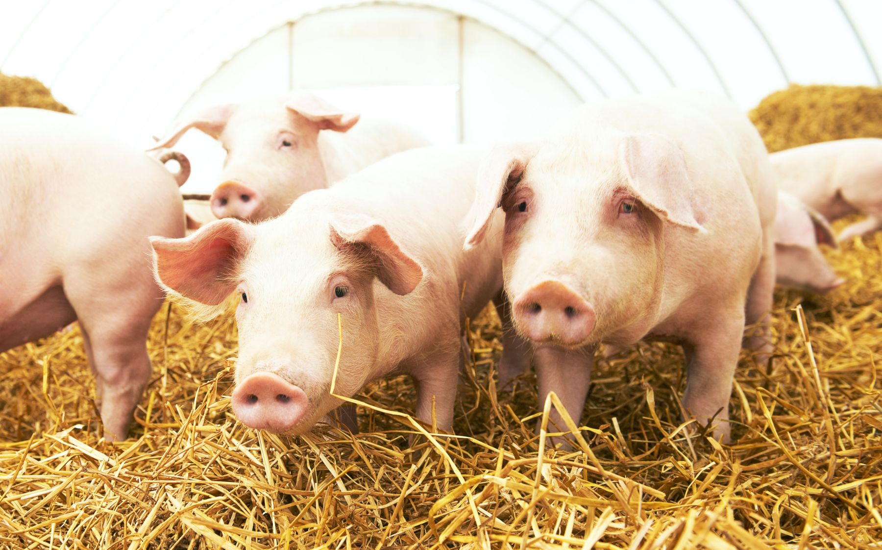 Swine Nutrition & Health Solutions | Kemin Asia Pacific