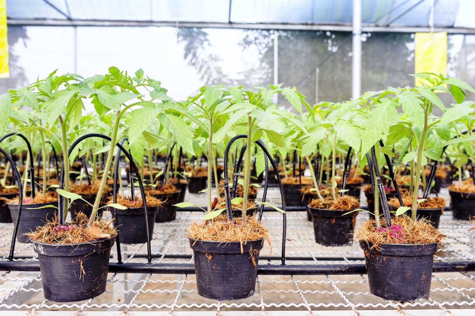 How to Preserve Plant Quality While Plants are on Hold