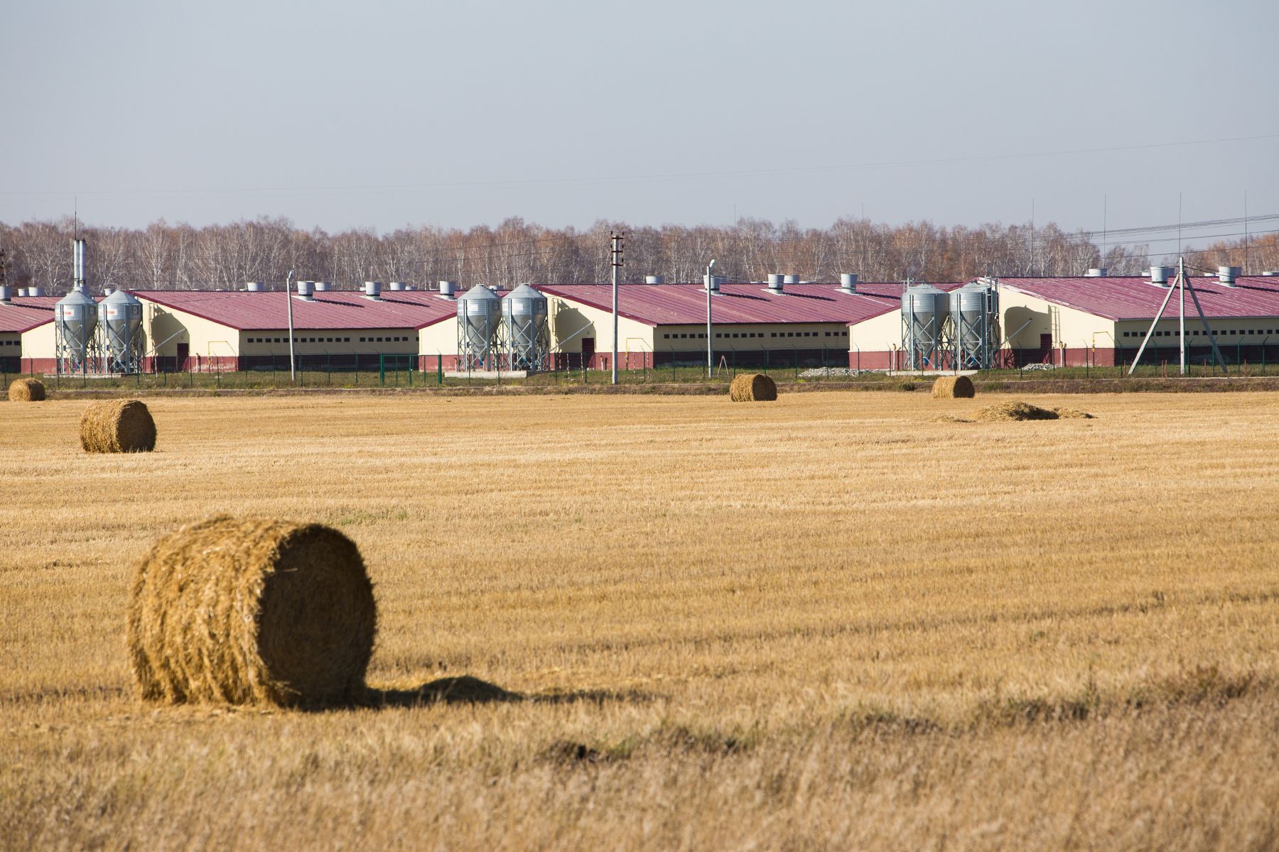 On-Farm Pathogen Control: A Priority for Today's Pig Farms | Animal ...