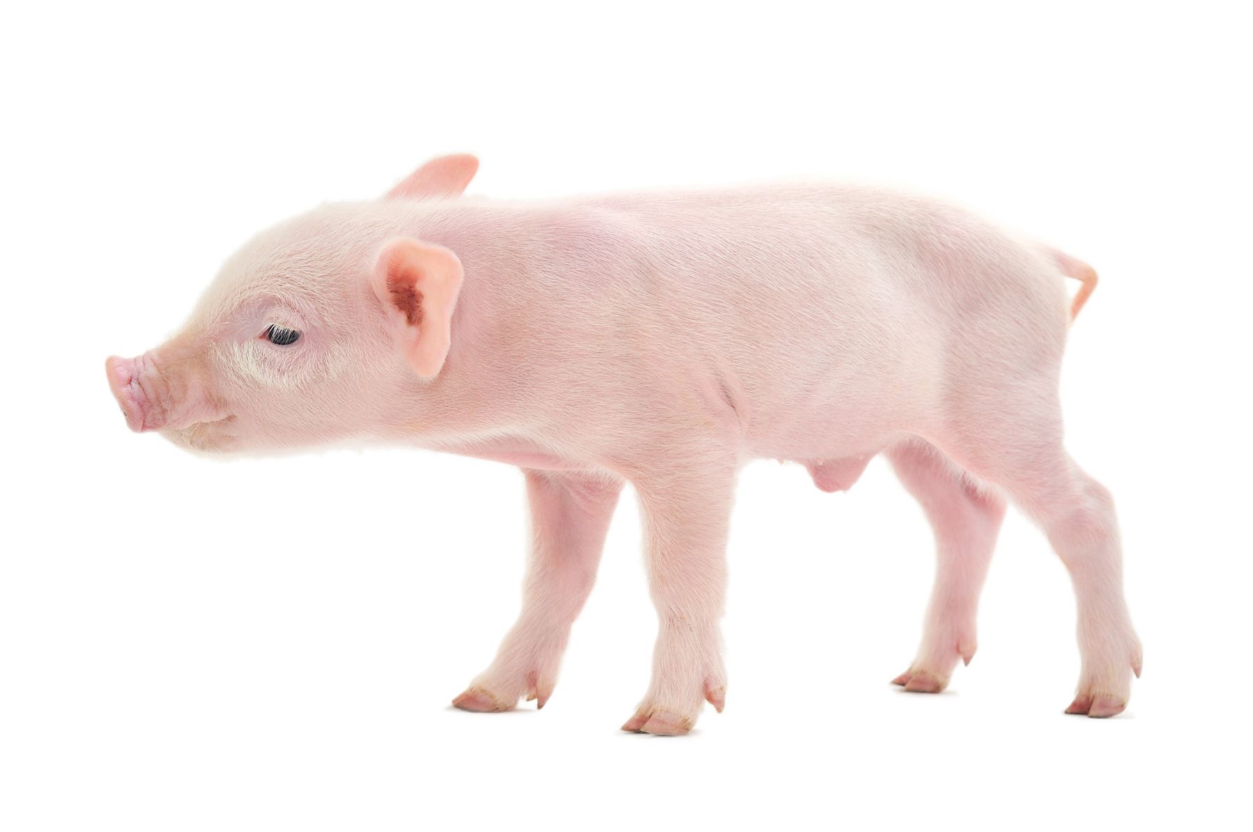 Fonte encapsulada de ácido butírico para suínos | ButiPEARL™