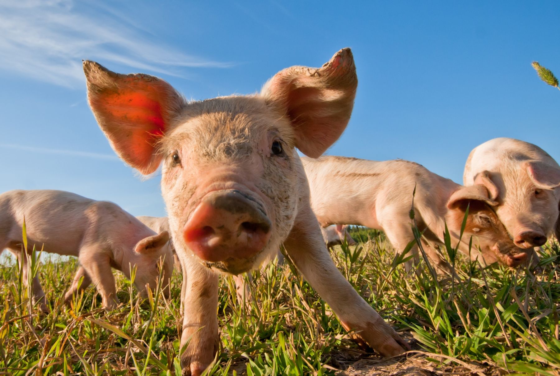 Soluções para Suínos