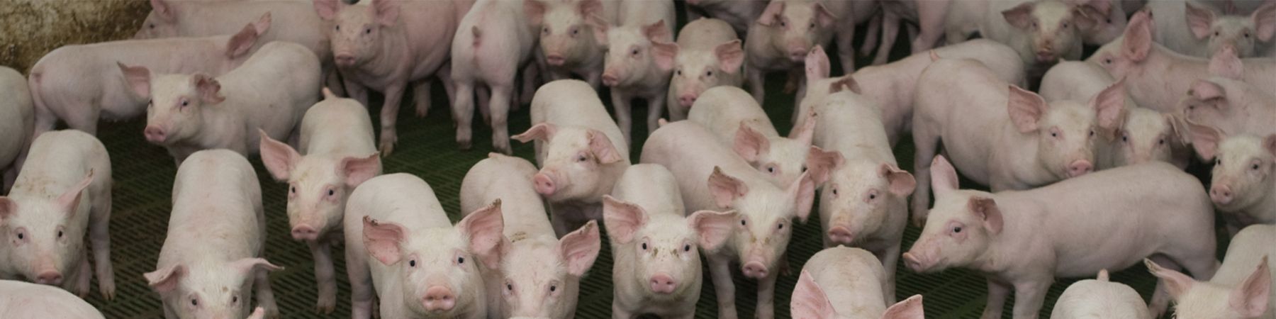 Animal Nutrition & Health Products for Swine | Kemin Animal Nutrition ...