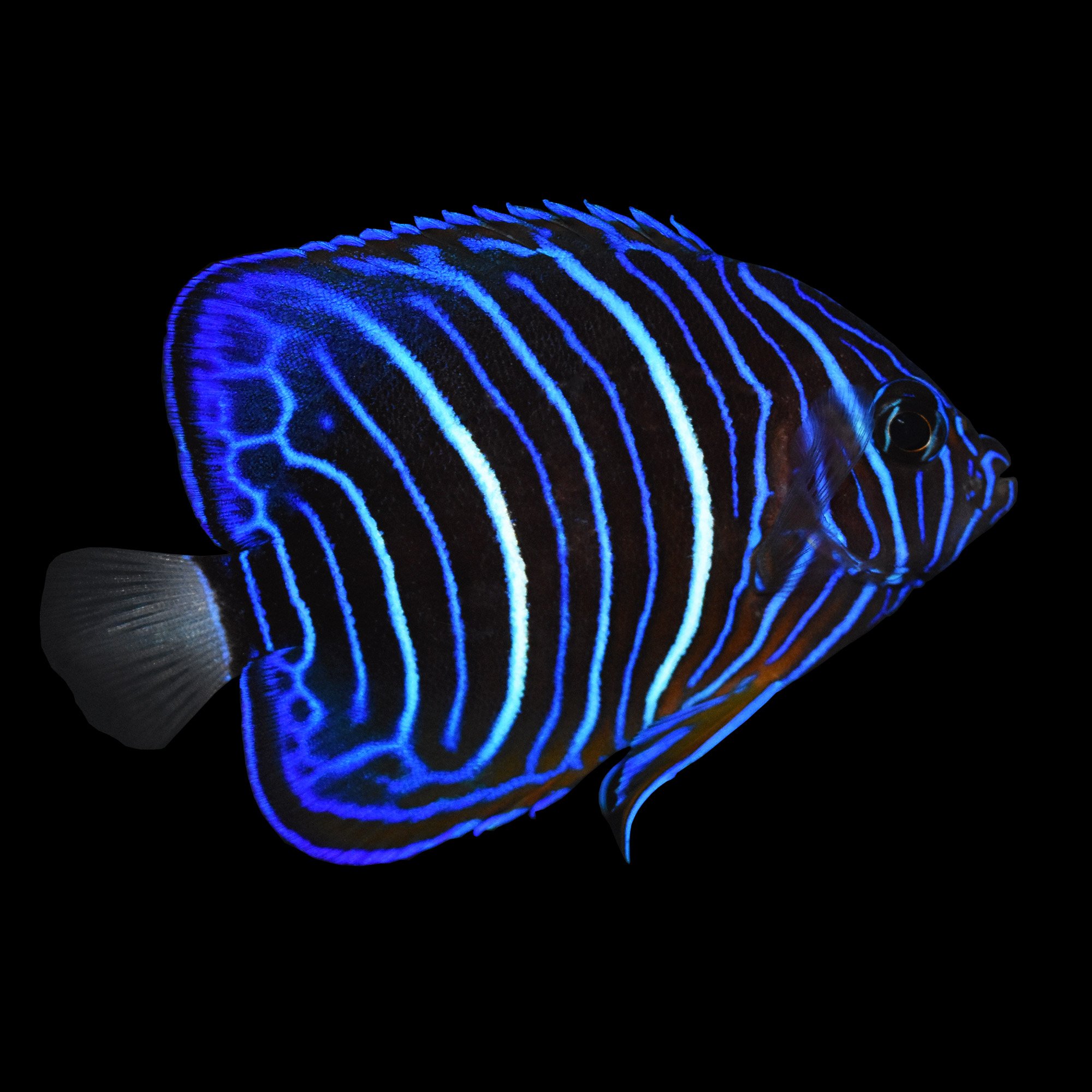 Petco Saltwater Fish