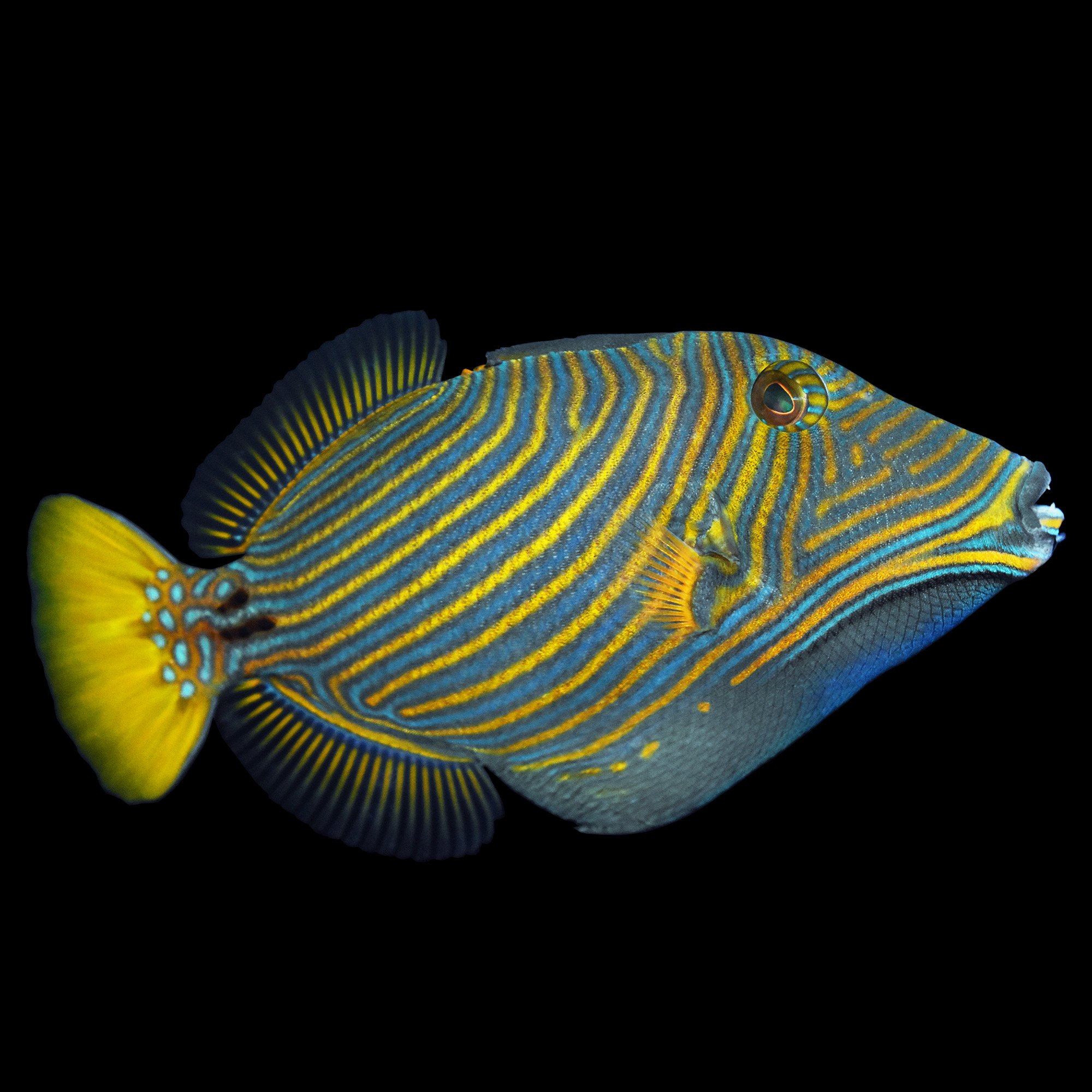 Live Saltwater & Marine Aquarium Fish | Petco