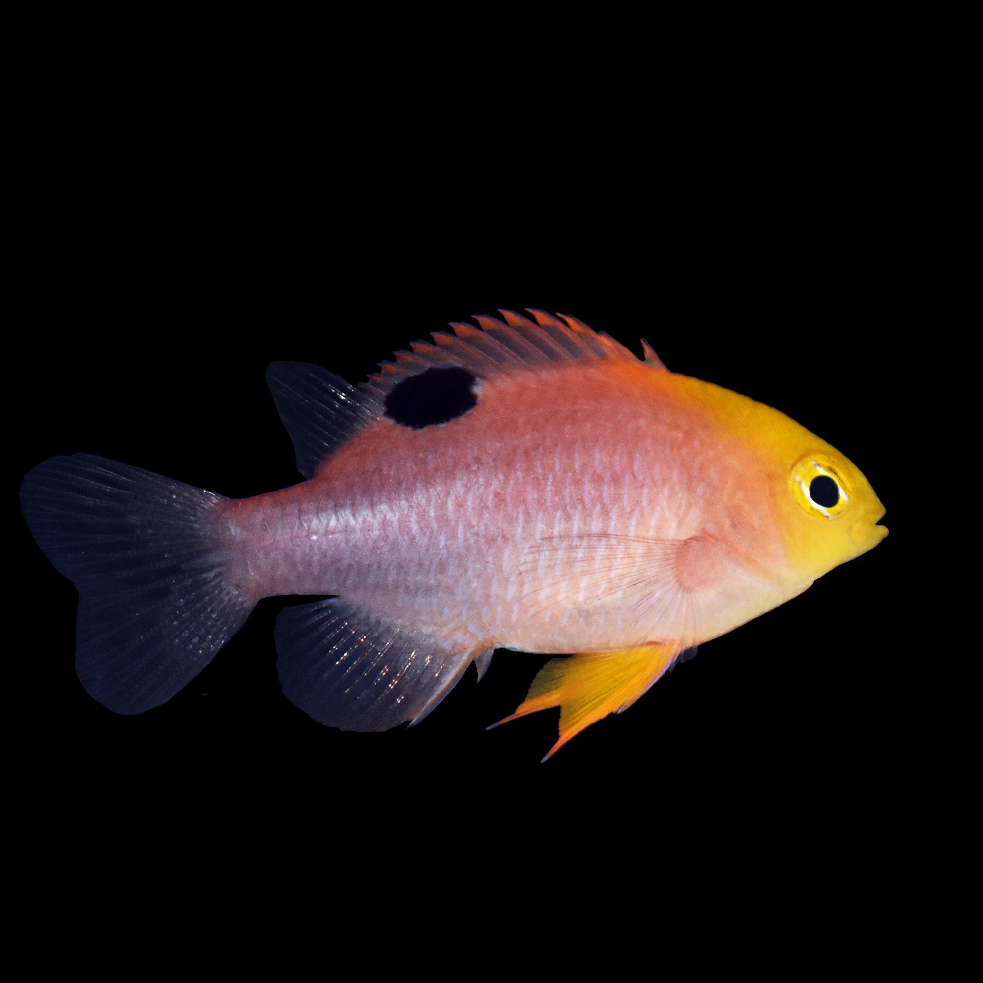 Petco Saltwater Fish