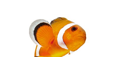 Fish Supplies: Fish Food, Fish Tanks, and More | Petco