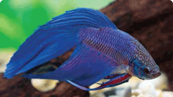 Fish Supplies: Fish Food, Fish Tanks, and More | Petco