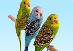 Pet Bird & Chicken Supplies | Bird Store | Petco