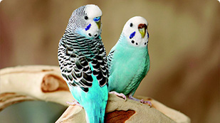 Pet Bird & Chicken Supplies | Bird Store | Petco