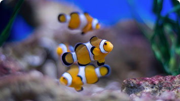 Petco Saltwater Fish