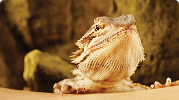 Reptile Store & Supply: Reptile Pet Shop & Supplies | Petco