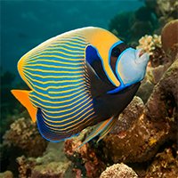 Petco Saltwater Fish