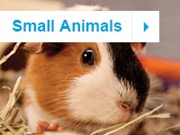 petco kids icon small animals