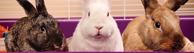 Signs of a Healthy Rabbit | Petco