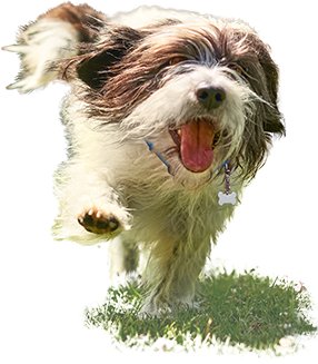 Pet Supplies, Pet Food, and Pet Products | Petco