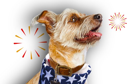 Pet Supplies, Pet Food, and Pet Products | Petco