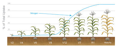 Drought Effects on Nitrogen Availability in Corn