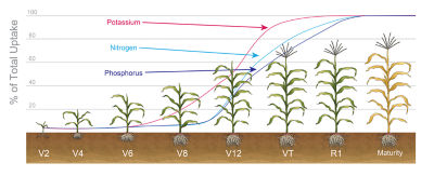 Benefits of Nitrogen for Corn Production | Crop Science US