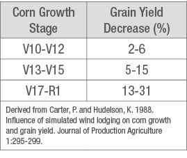 Root Lodging in Corn | Crop Science US