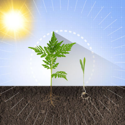 #TraitAnswers | Five Factors to Consider When Dealing with Early Season ...