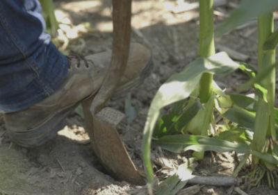 #TraitAnswers | How to Perform a Root Dig | Crop Science US