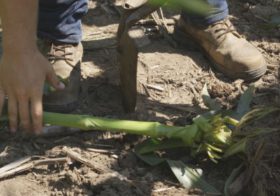 #TraitAnswers | How to Perform a Root Dig | Crop Science US