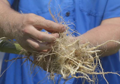 #TraitAnswers | How to Perform a Root Dig | Crop Science US