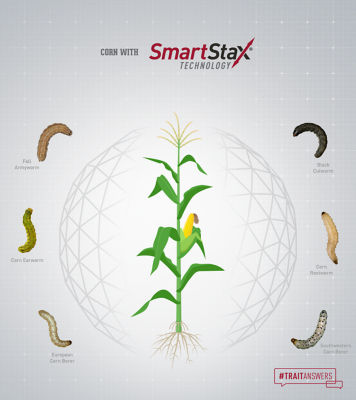#TraitAnswers | Is My Late-Planted Corn More Susceptible to Insect ...