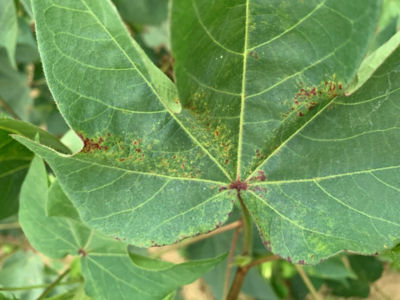 Early-Season Insects in Cotton | Crop Science US